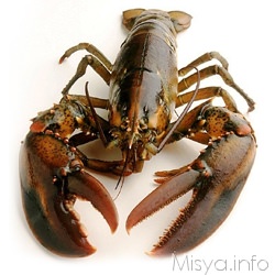 Come cucinare l'astice - Misya.info