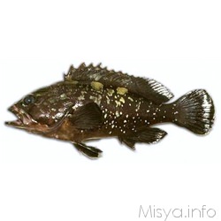 Come cucinare la cernia - Misya.info